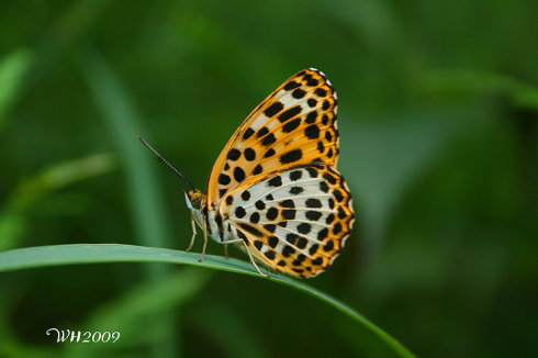 台湾の蝶25『淋しき豹柄女』 | 蝶に魅せられた旅人