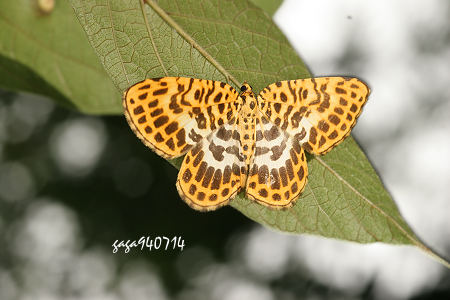 台湾の蝶25『淋しき豹柄女』 | 蝶に魅せられた旅人