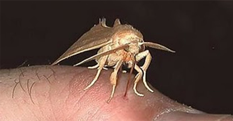 vampire-moth | 蝶に魅せられた旅人